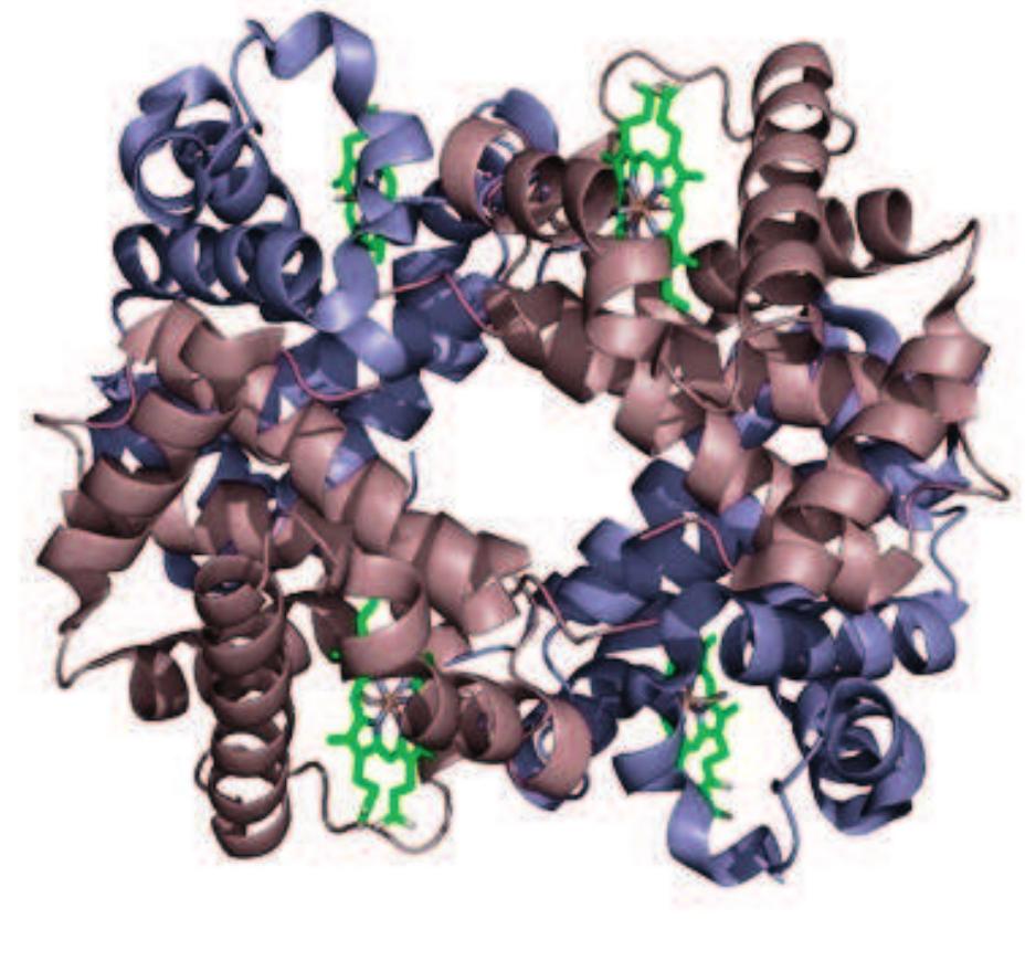 Schematic structure of haemoglobin with the 2a and 2b