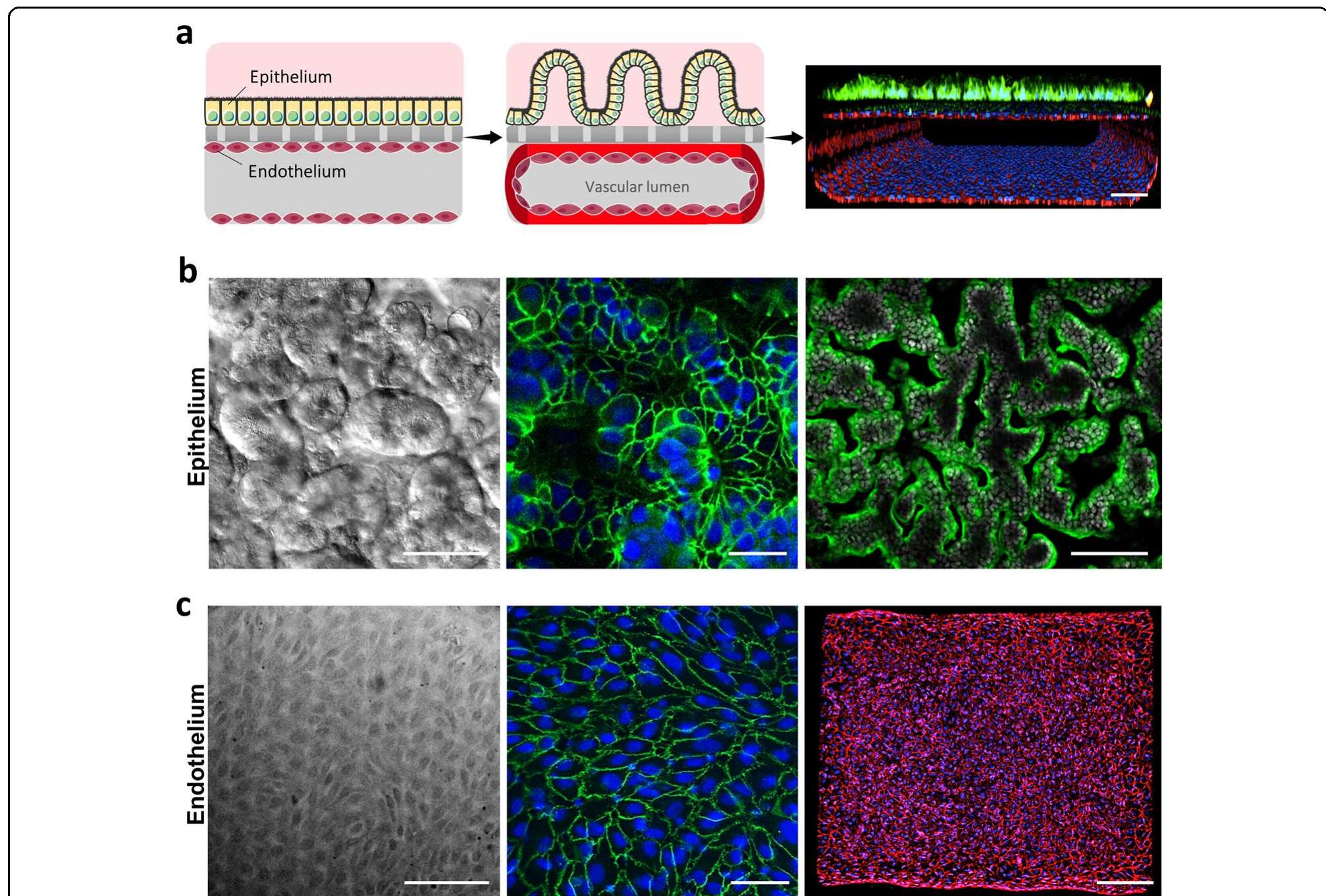 Human gut chip microfluidic culture device. a schematic