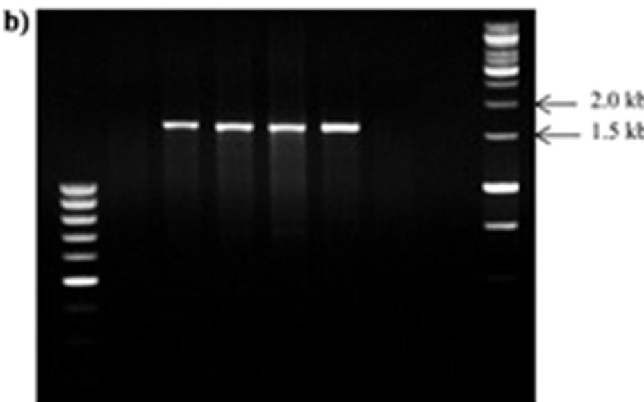 Vector control. ntc: no template control. m2: 1 kb ladder. b