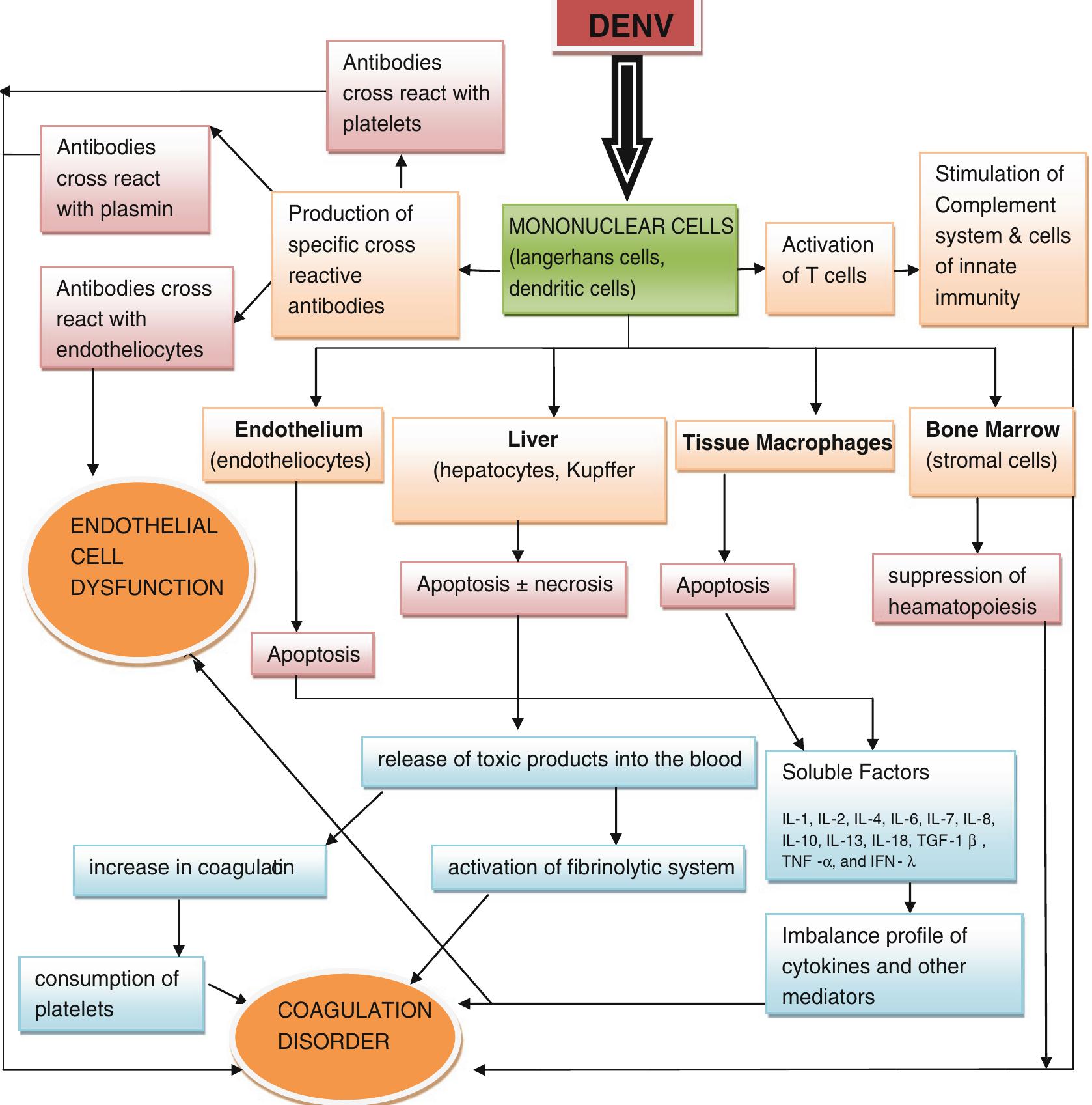 5 flow diagram depicting complex pathogenesis of severe