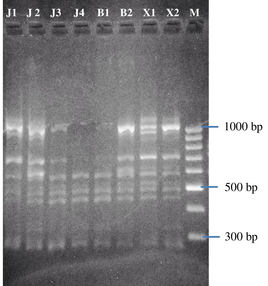 Pcr-rapd using primer opa-15 (m= dna ladder; j1= male 1; j2=