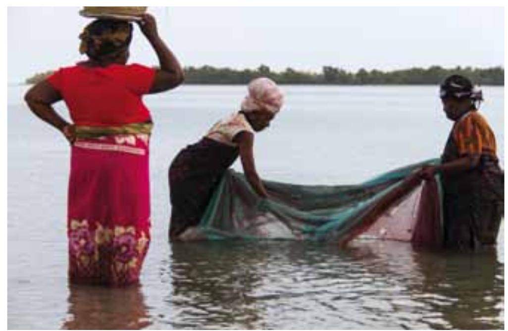 (PDF) Freshwater biodiversity in the Lake Victoria Basin