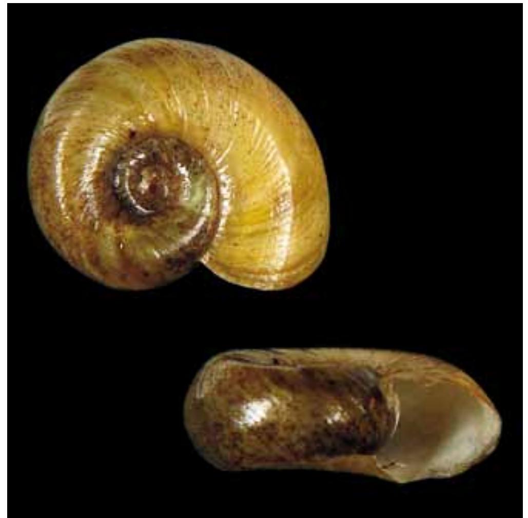 (PDF) Freshwater biodiversity in the Lake Victoria Basin