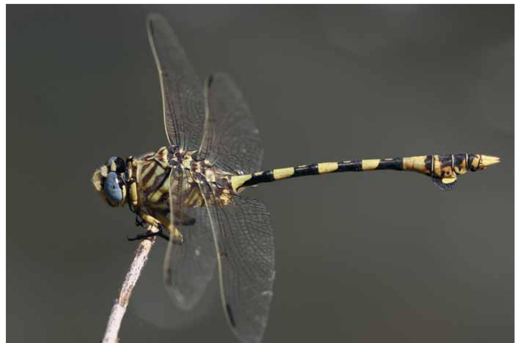 (PDF) Freshwater biodiversity in the Lake Victoria Basin