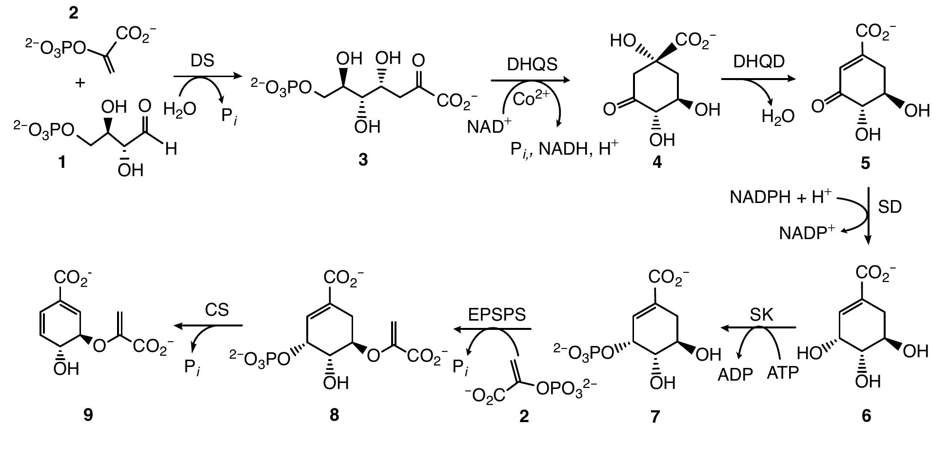 - the shikimate pathway in 7 steps. aldol condensation of
