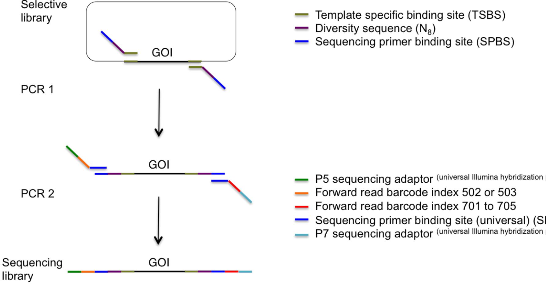 14: schematic illustration of dna library construction.the