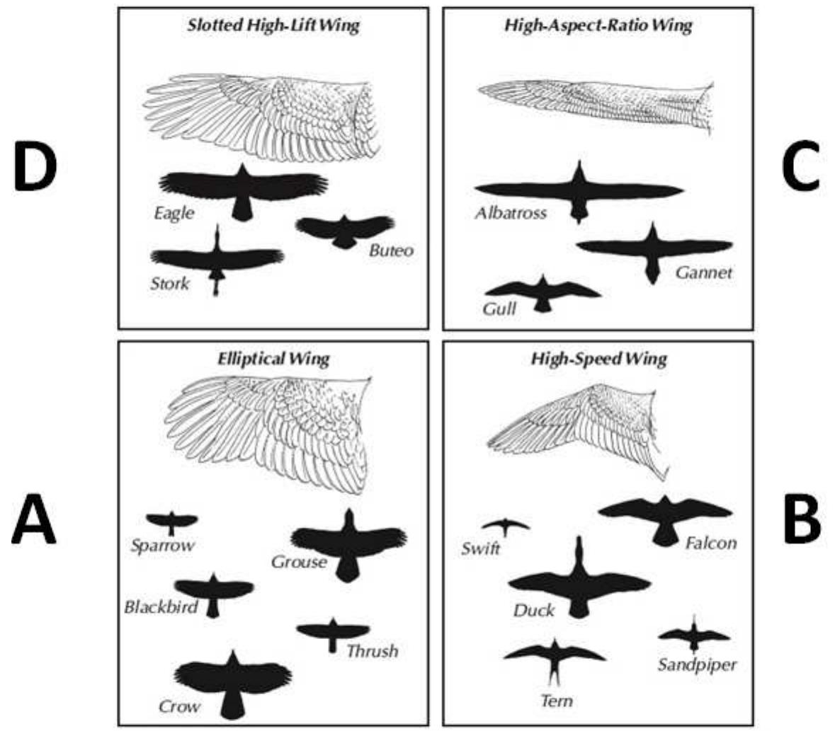 Bird wing types based on their morphology and adaptation.