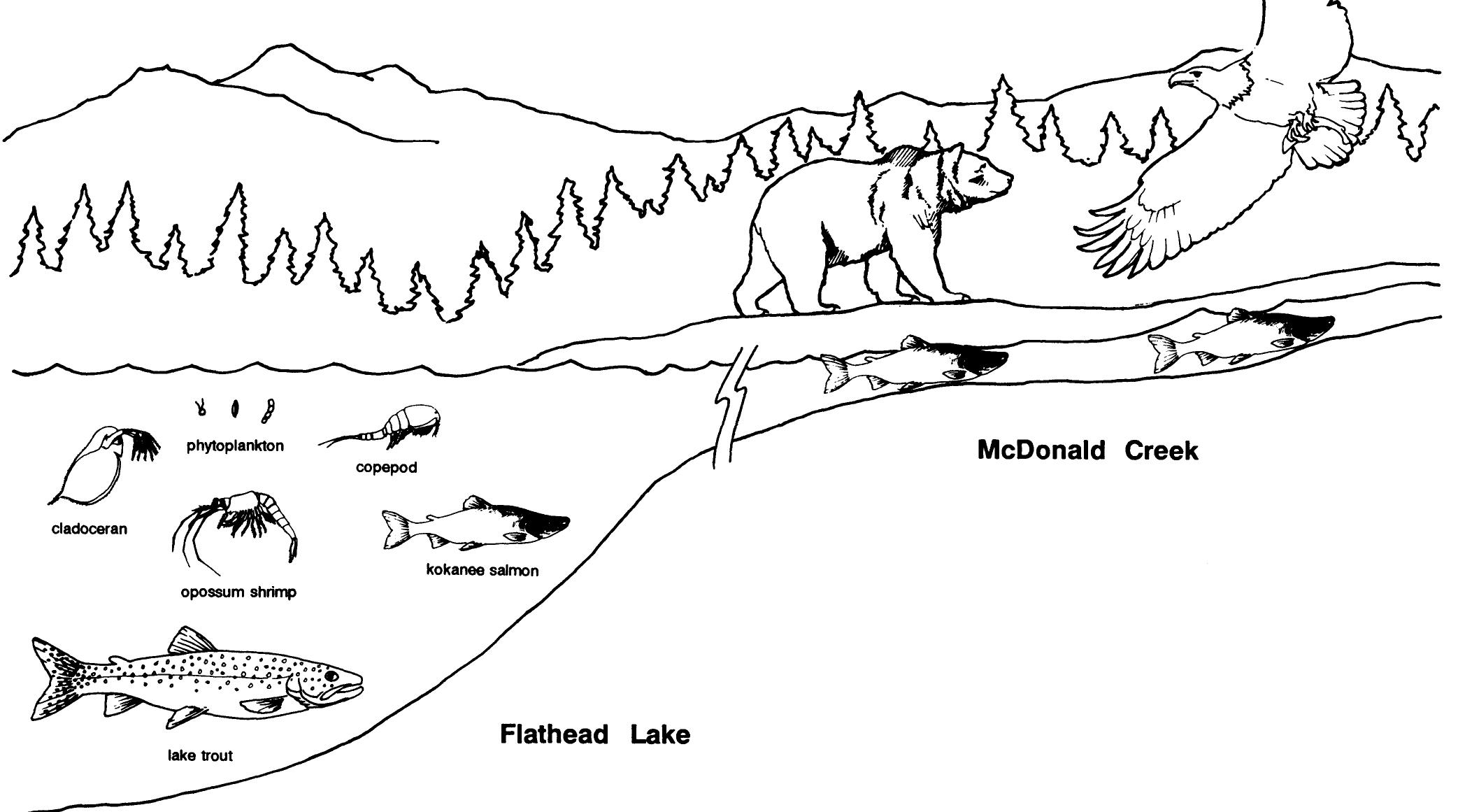 The food web of the flathead river-lake ecosystem,