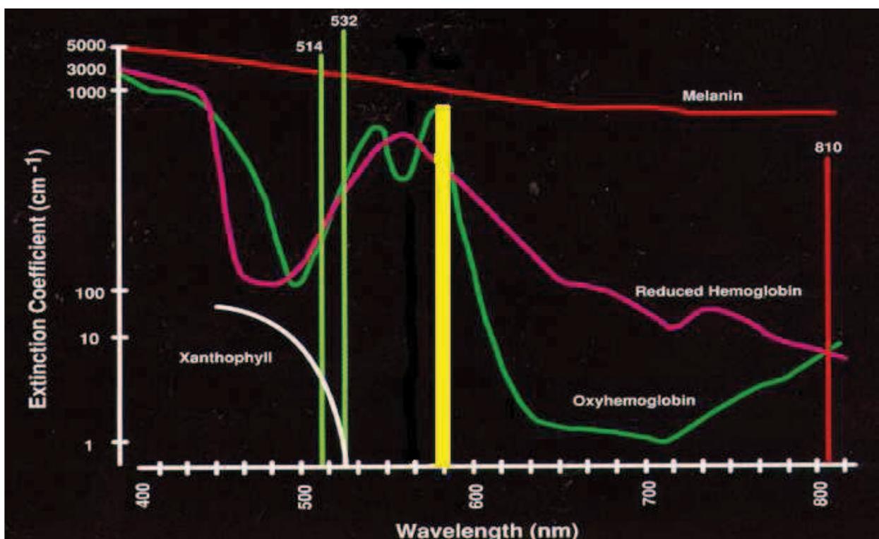 Absorption spectra of the mains retinal components.