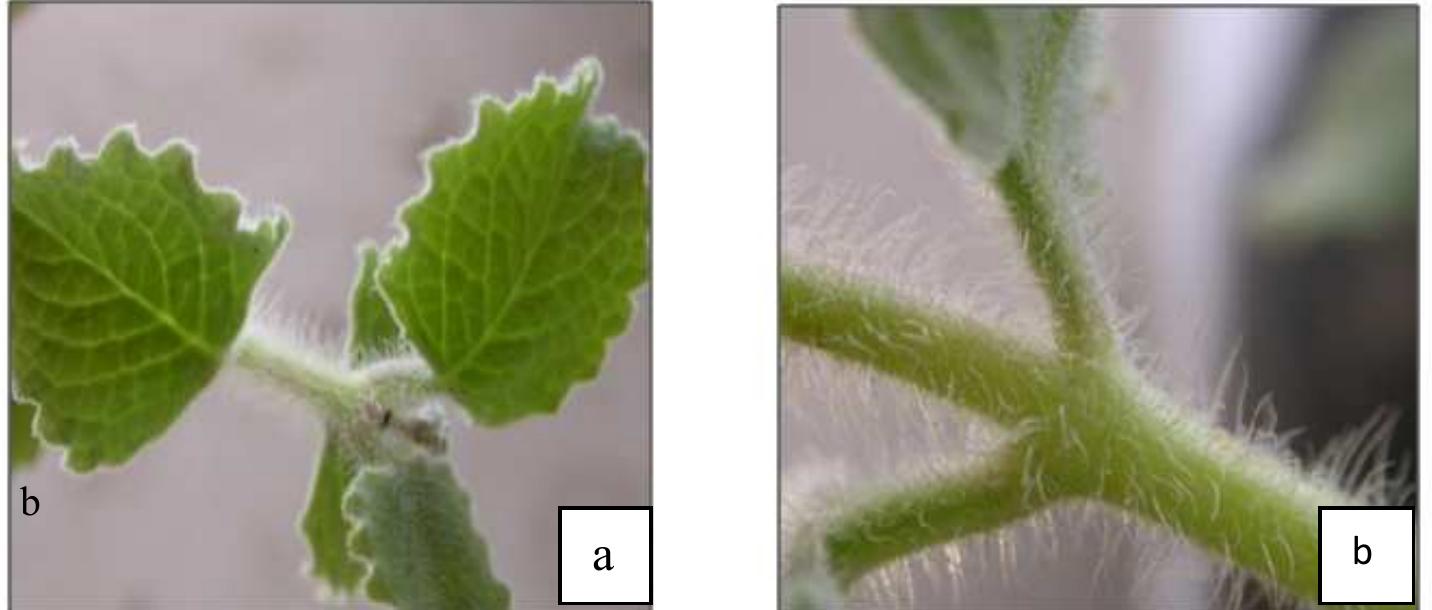 (figure. la and b) plecteranthus tenuiflorus in summer and