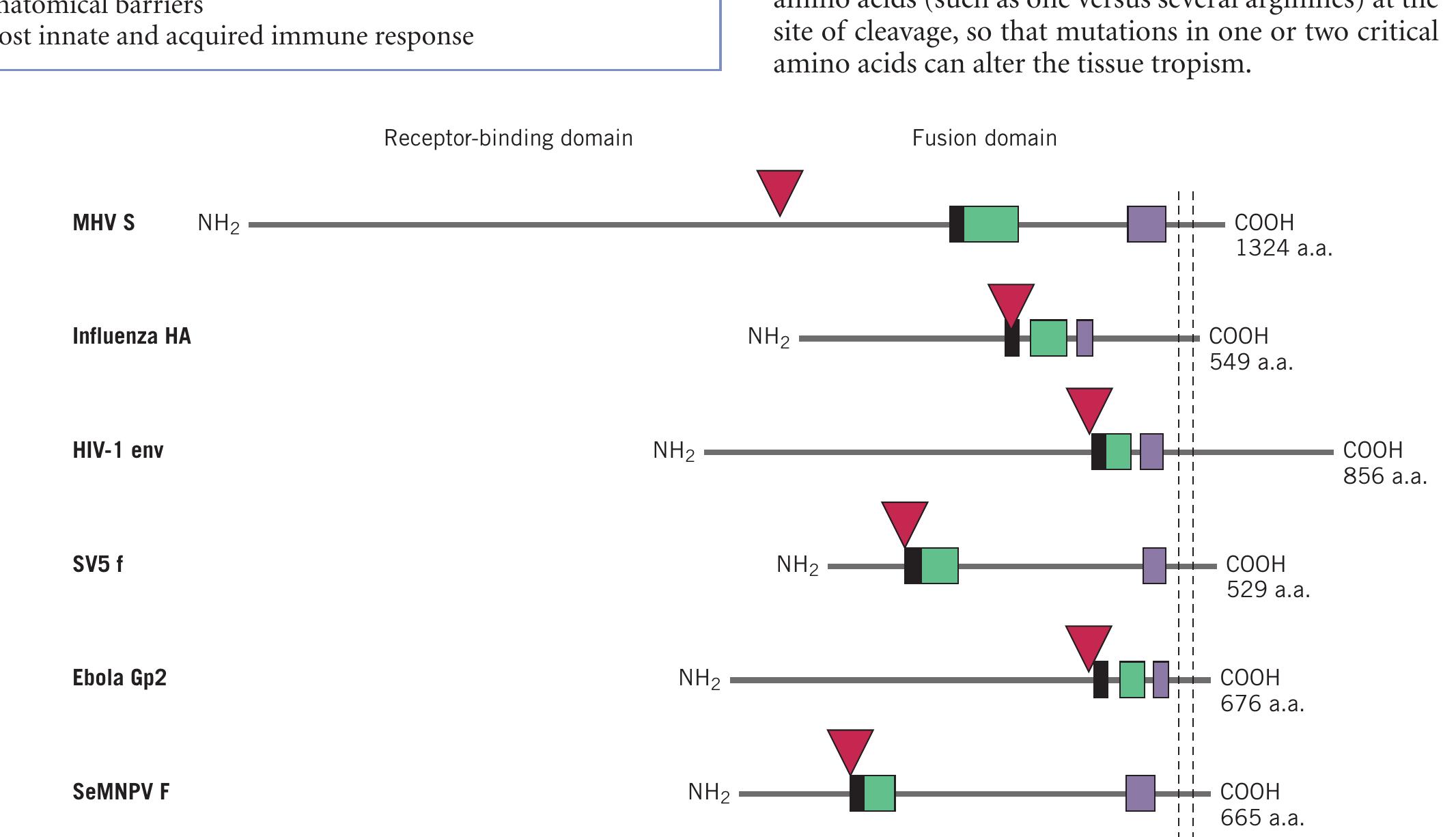 10 schematic representation of the type 1 viral fusion