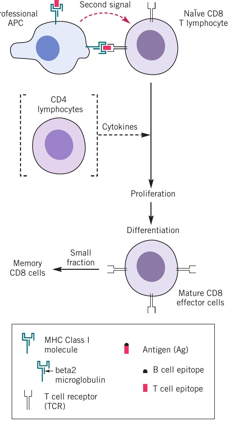 2 a simplified representation of induction of a cellular