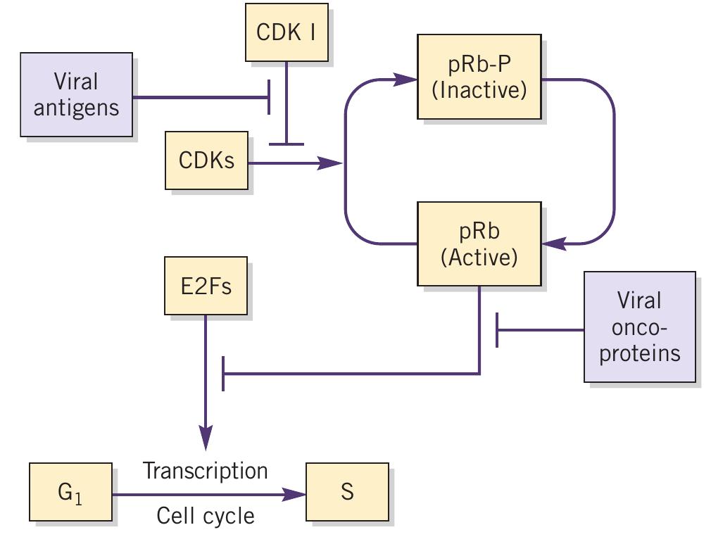 1 the action of the retinoblastoma protein (prb) and the