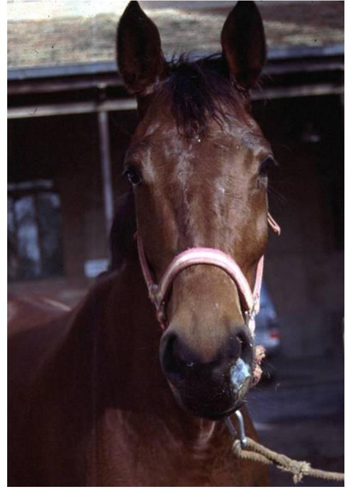 |. maxillary sinusitis in a horse. note the unilateral nasal