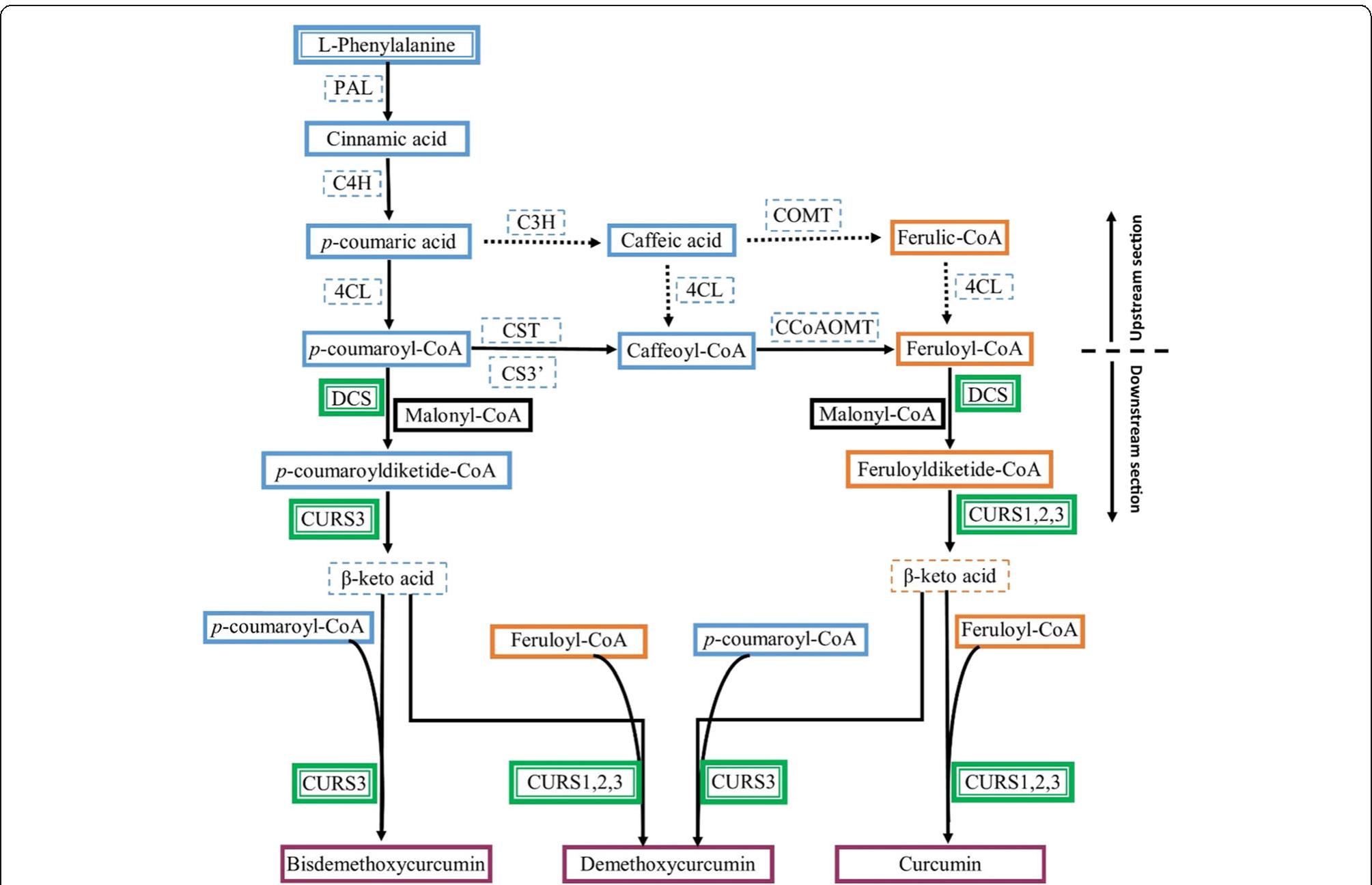 Curcuminoid biosynthesis pathway in turmeric [adapted and