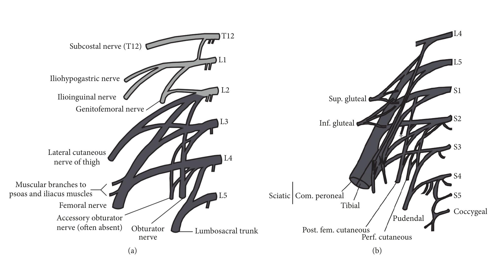 Ficure 1: illustrations ((a) and (b)) showing the anatomy of