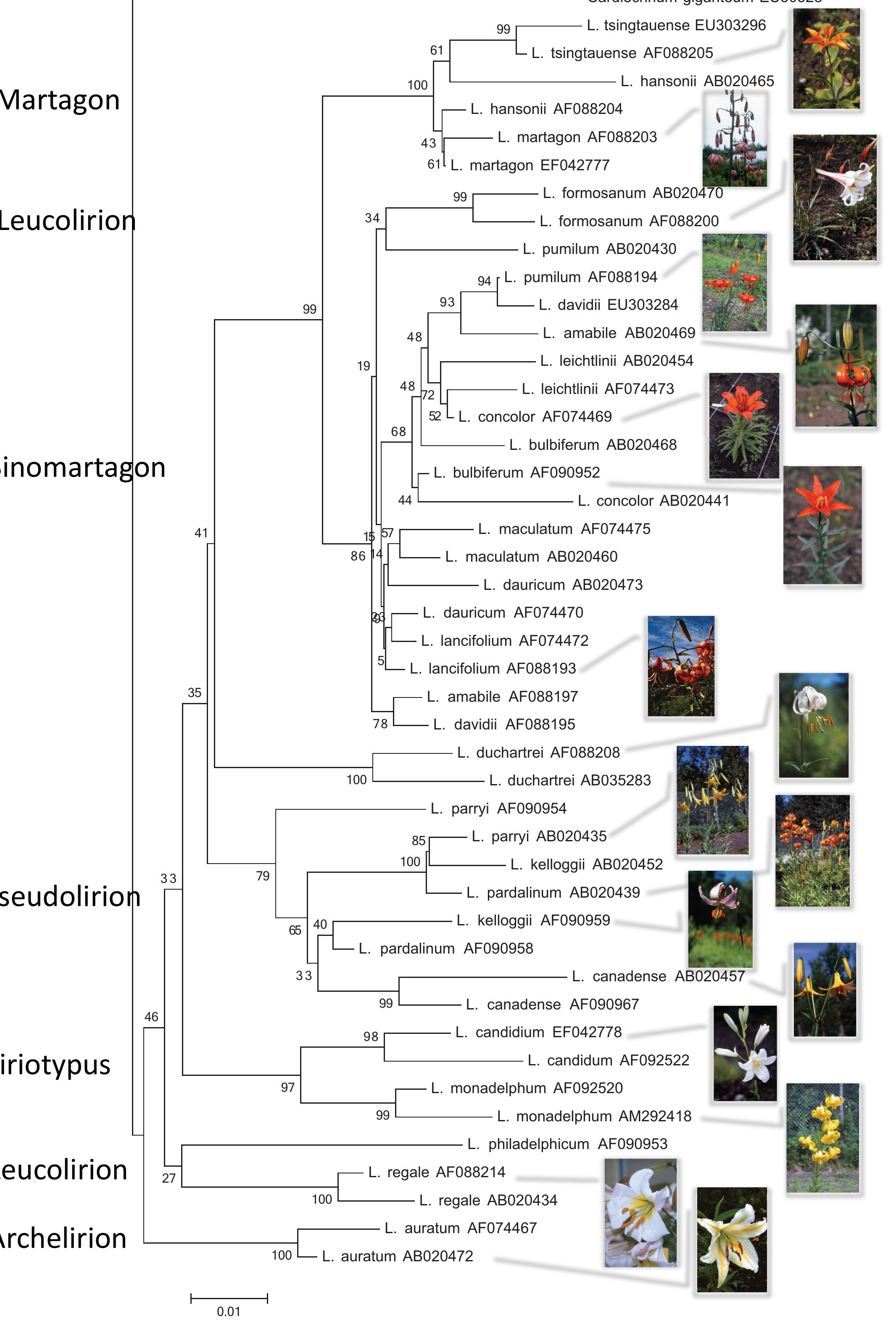 Figure 1 - Taxonomy and Phylogeny of the Genus Lilium