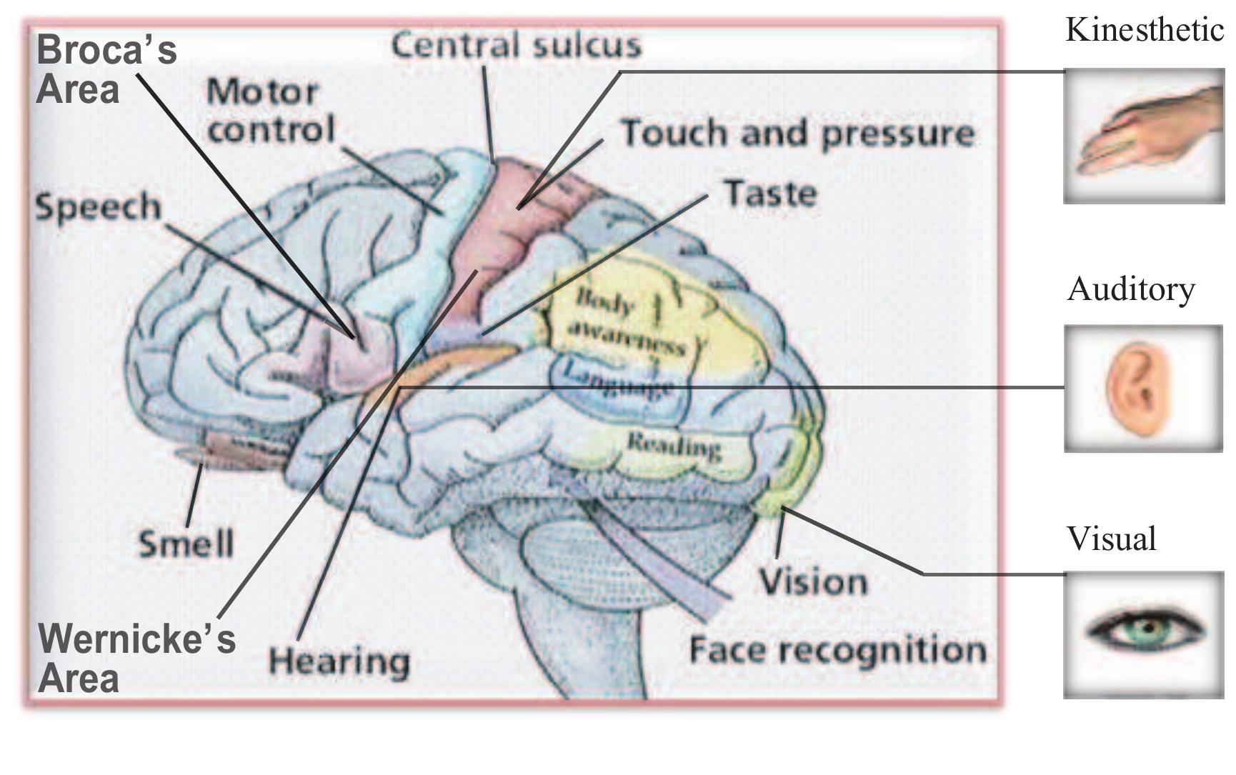 Individual differences: types of learners