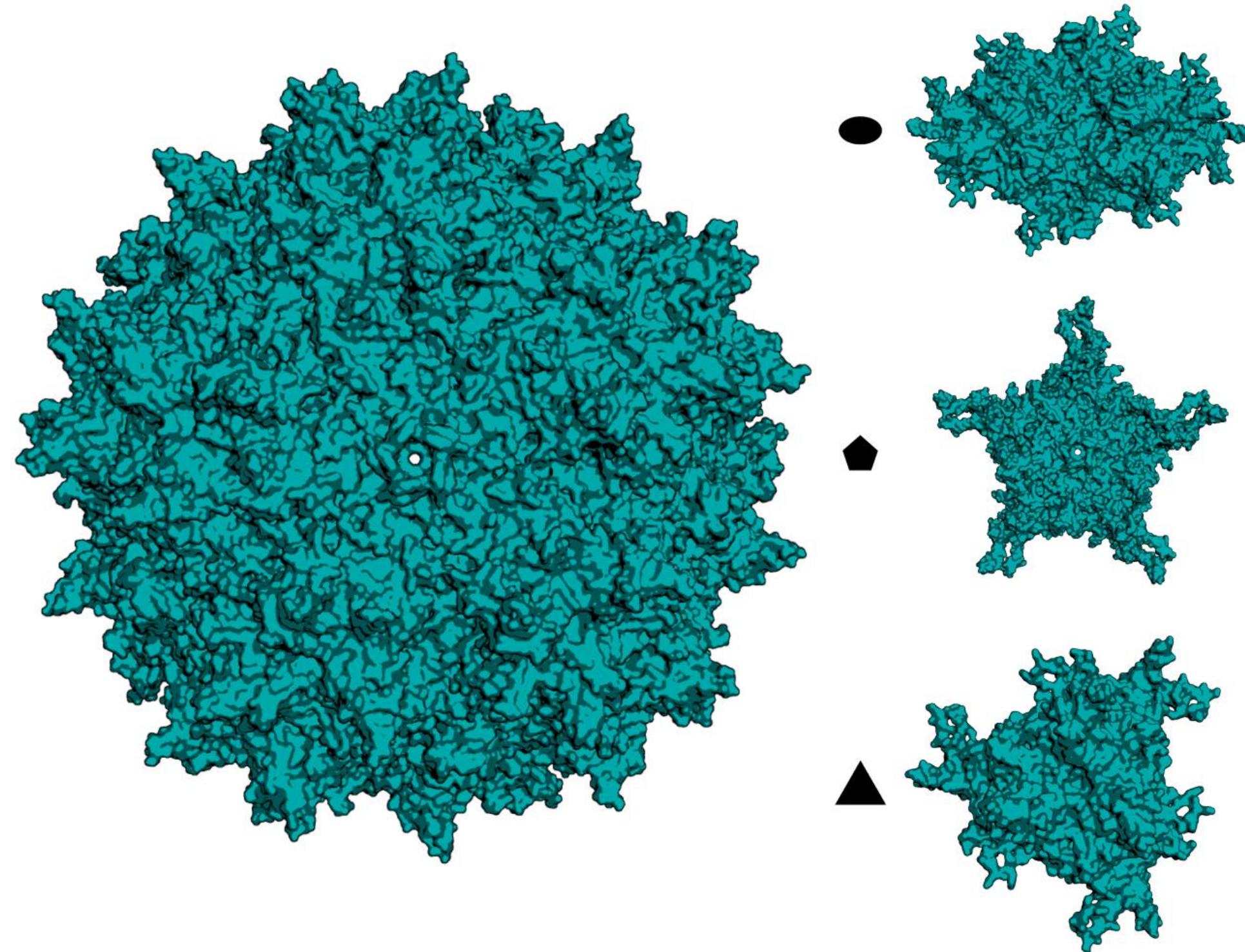 2. aav capsid structure and axes of symmetry.