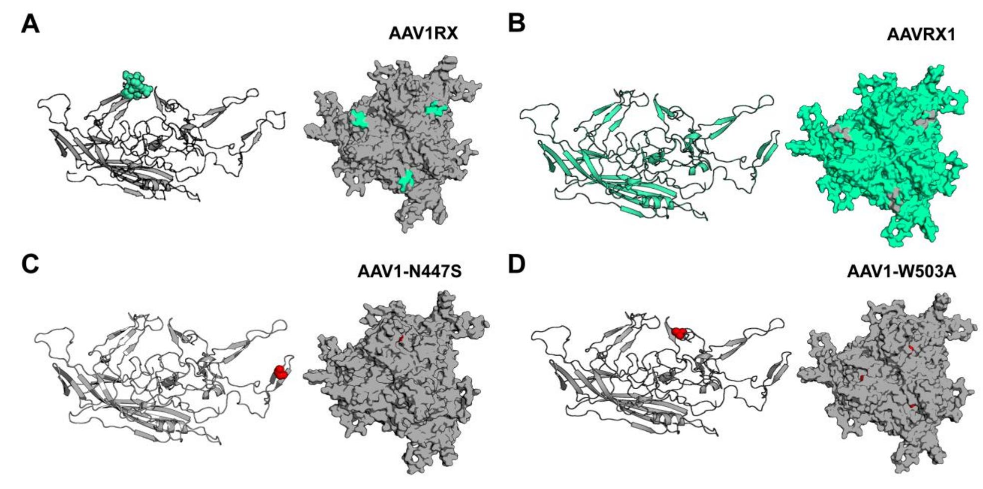 1. structural models of aav capsids used to interrogate the