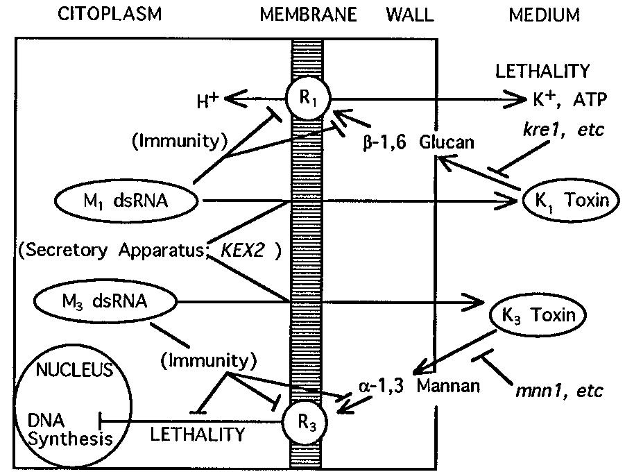 Mechanisms of action of k; and kg killer toxins. m1 and m3