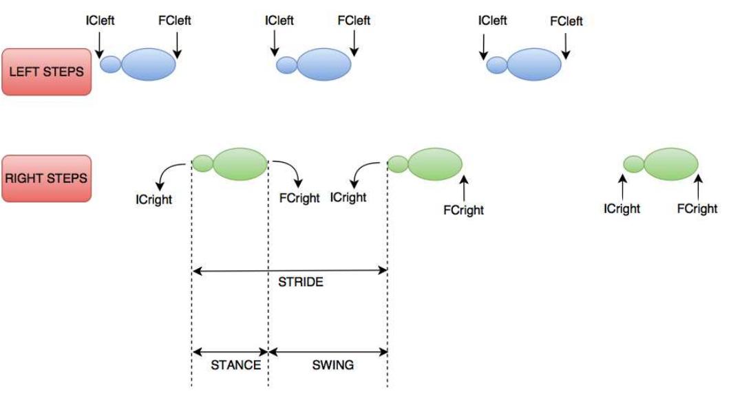 Simplified diagram of walking phases, initial contact (ic)