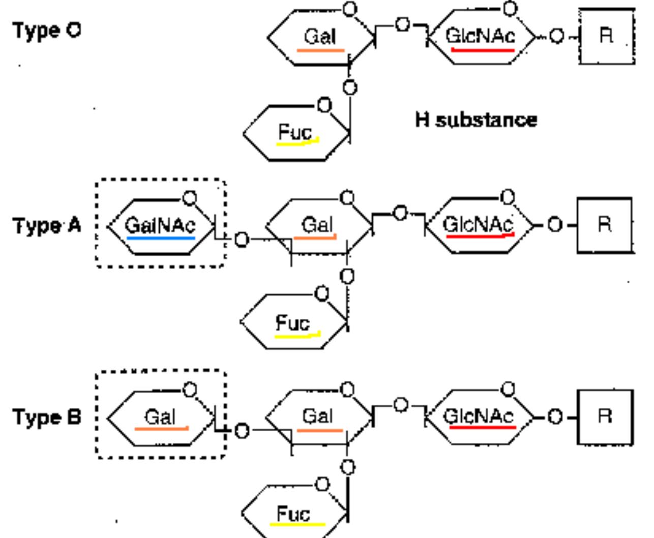 Structure of abo blood group antigen(simiyu, 2015)