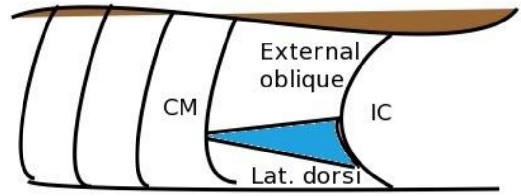 Lumbar triangle of petit between external oblique muscle and