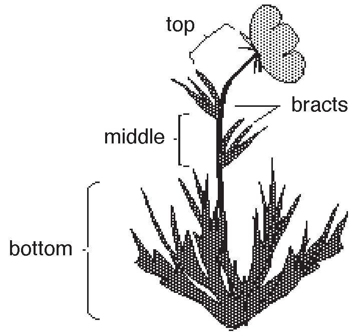 Diagram of r. adoneus plant indicating regions of the