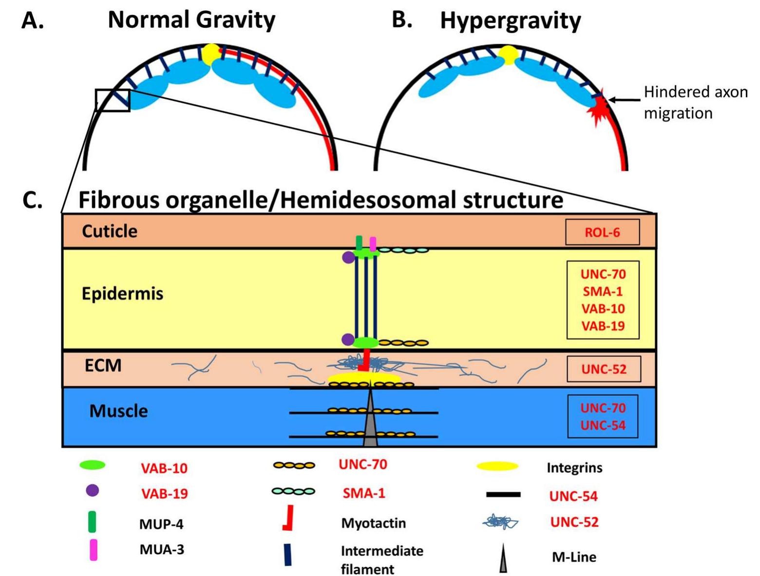 Putative model of hypergravity’s effect on tissue layers and