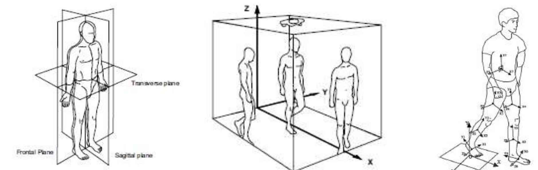 -31 human body symmetry planes, projections of the body on