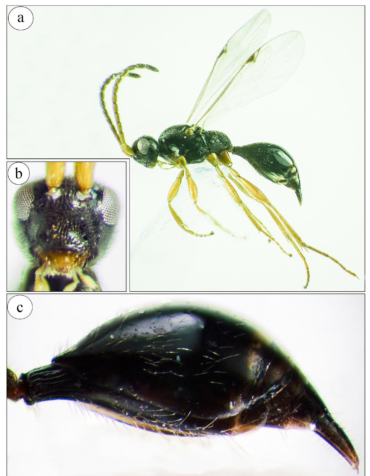 Exallonyx nixoni: (a) lateral habitus of female; (b) head,