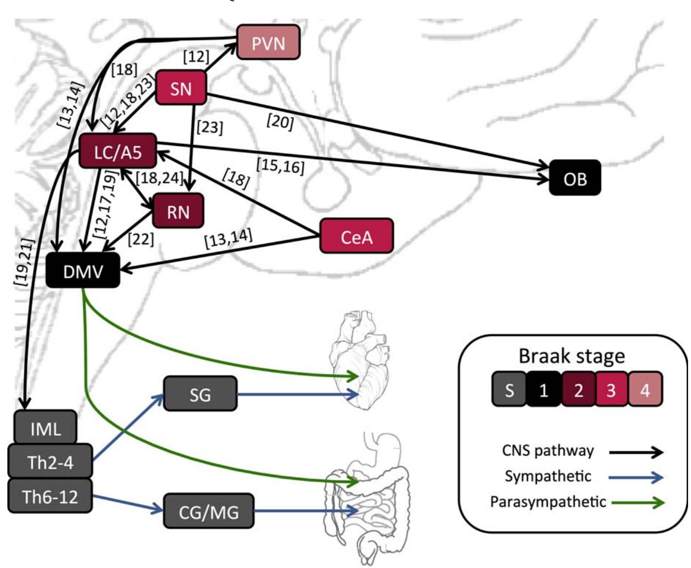 Summary of relevant neuro-anatomical pathways necessary for Summary of relevant neuro-anatomical pathways necessary for