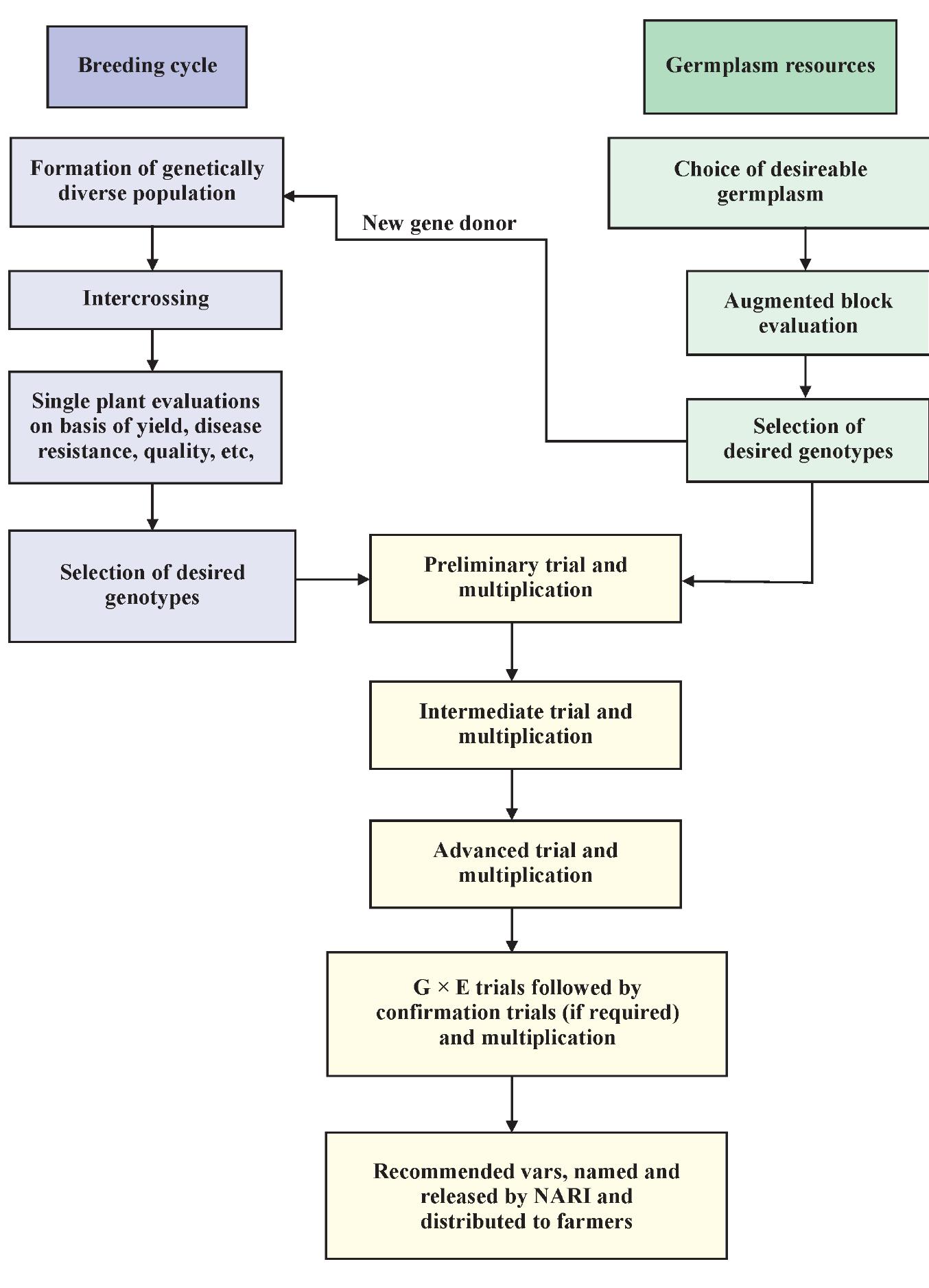 Schematic representation of evaluation, development and