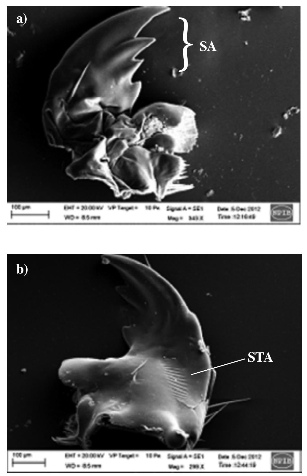 Larval left mandible of c. acuta, a) dorsal view, b) ventral
