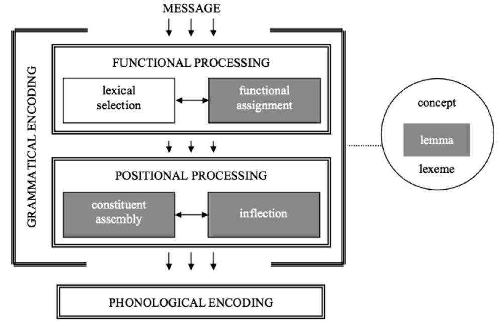 (30) levelts model: components of grammatical processing at