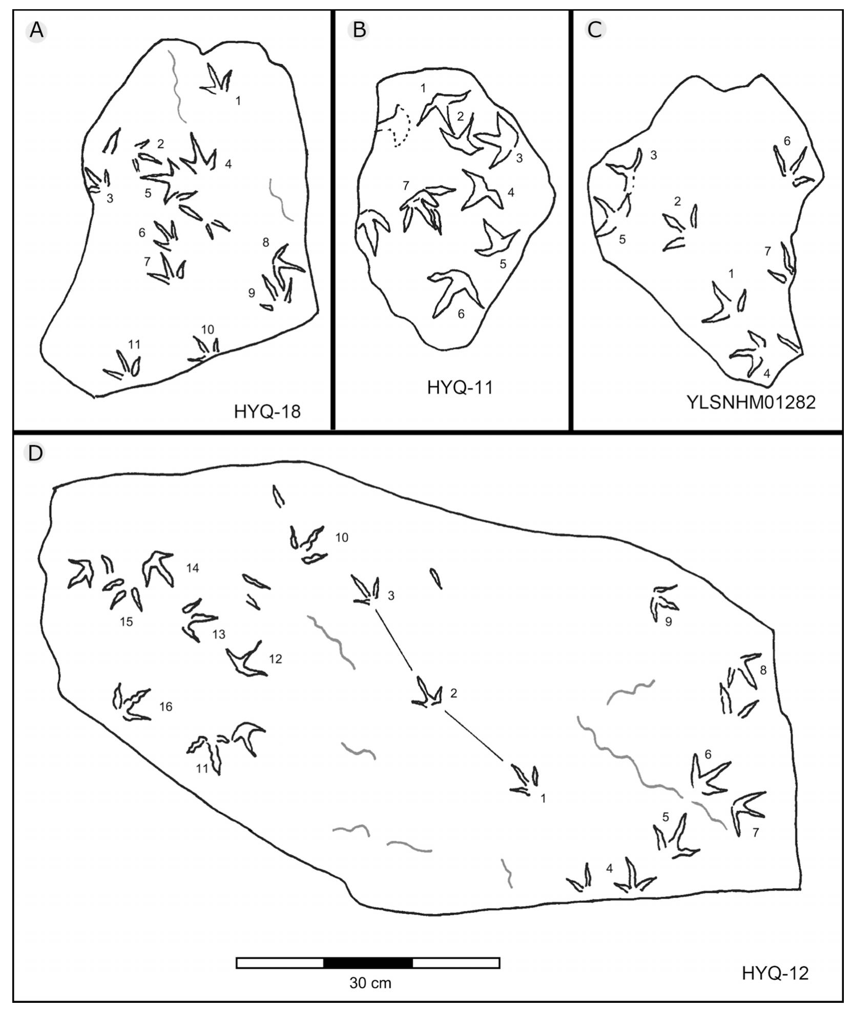 The interpretive outline drawing of bird tracks at
