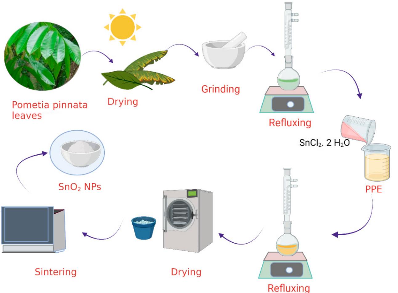 Schematic representation of sno2 np synthesis. the synthesis