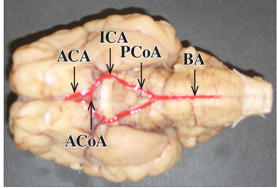 Anatomy of the circle of willis in goat. color version of