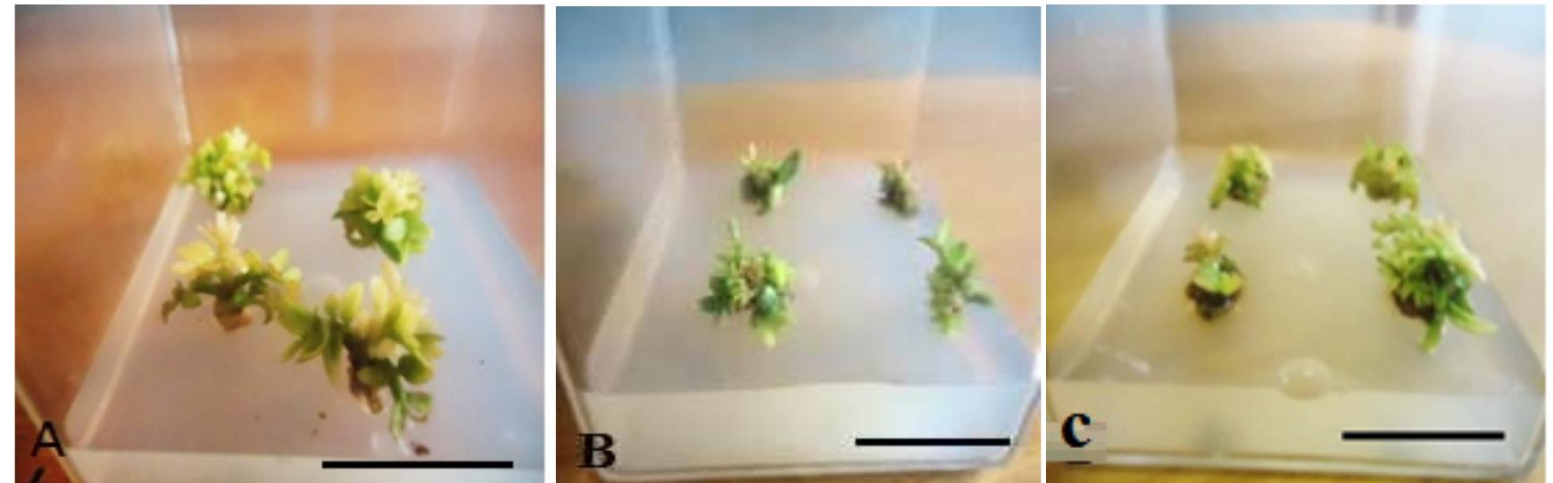 Shoot initiation from shoot tip explants of c. edulis on ms