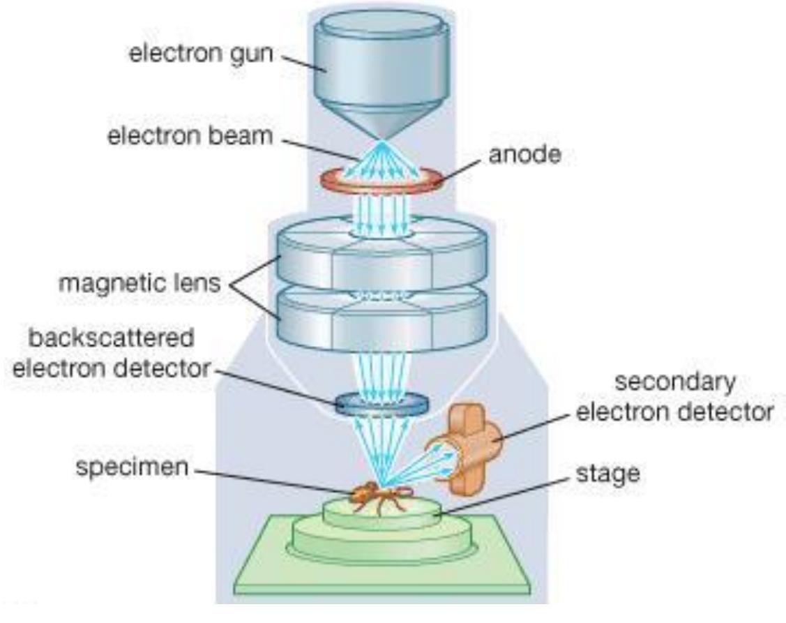 3. components of a scanning electron microscope. (image