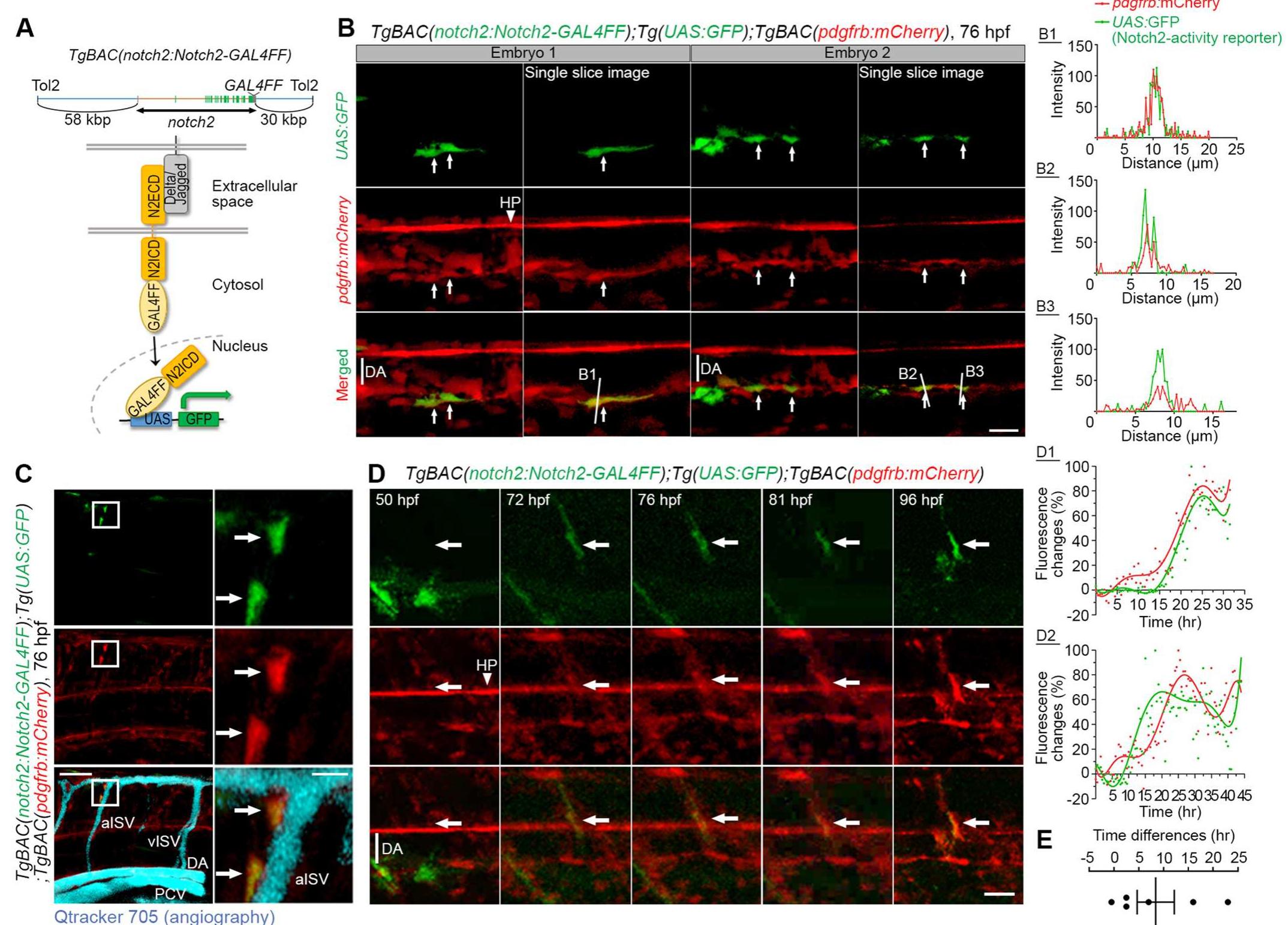 Notch activation in pdgfrb"'9" mcs. (a) schematic structure