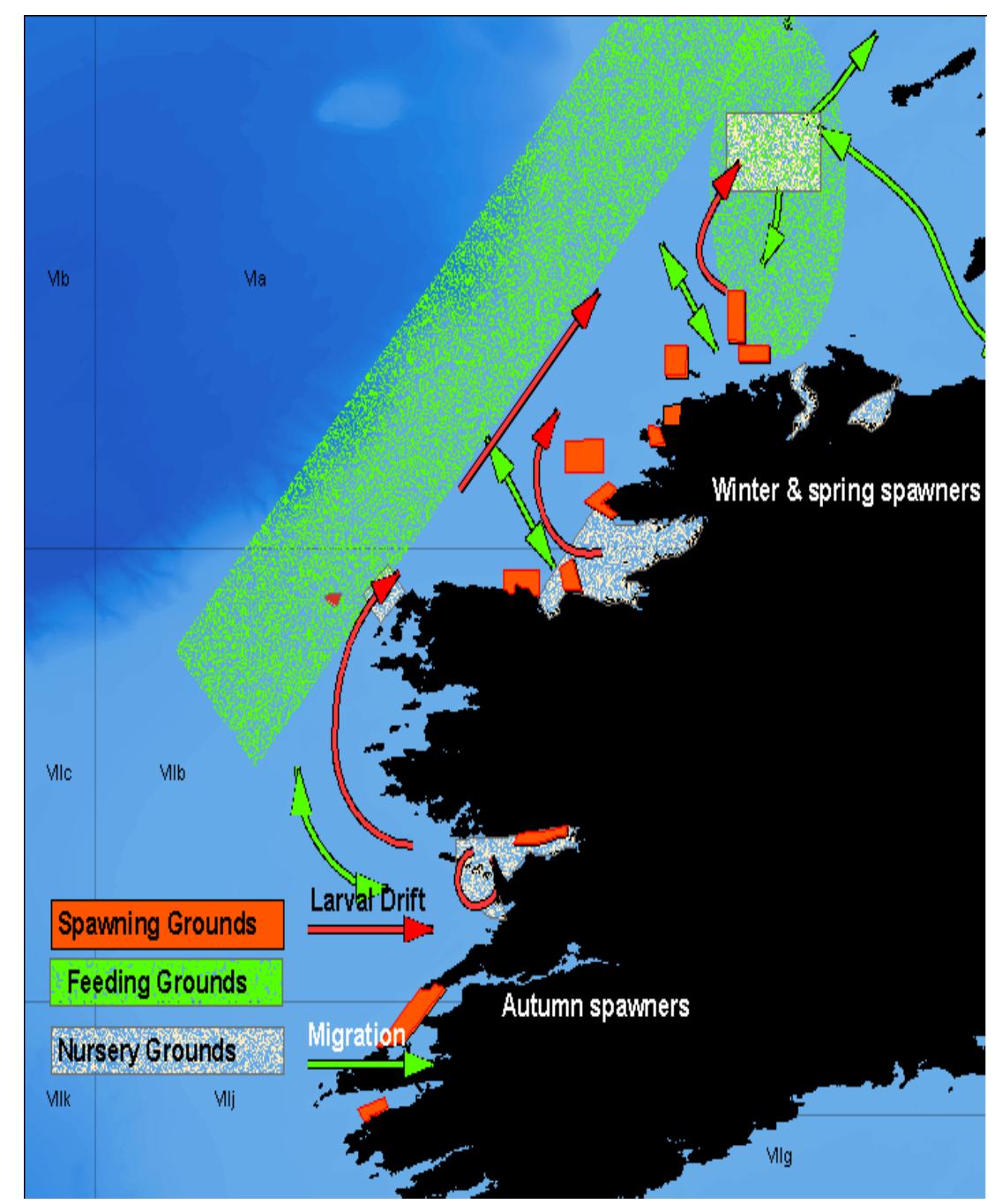 Figure 11 - from Life-cycle spatial patterns of small