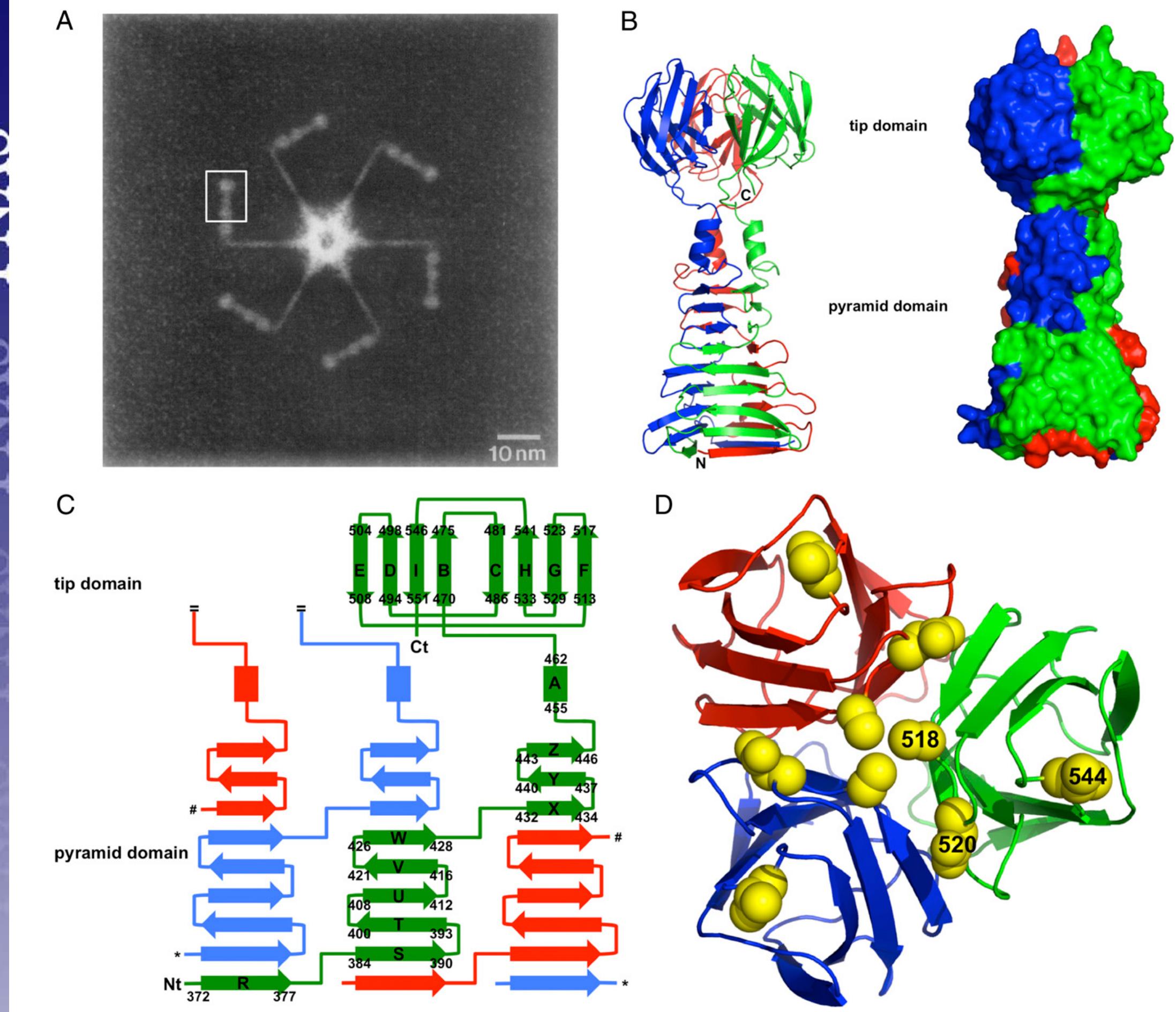 Crystal structure of bacteriophage t7 gp17(371-553). (a)