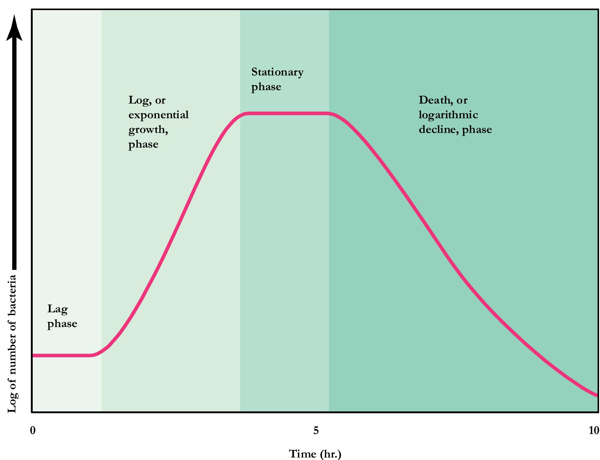 Bacterial growth through four phases. figure adapted from