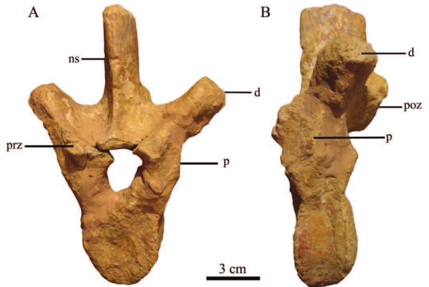 14 anterior dorsal vertebra cm-379 in anterior (a) and left