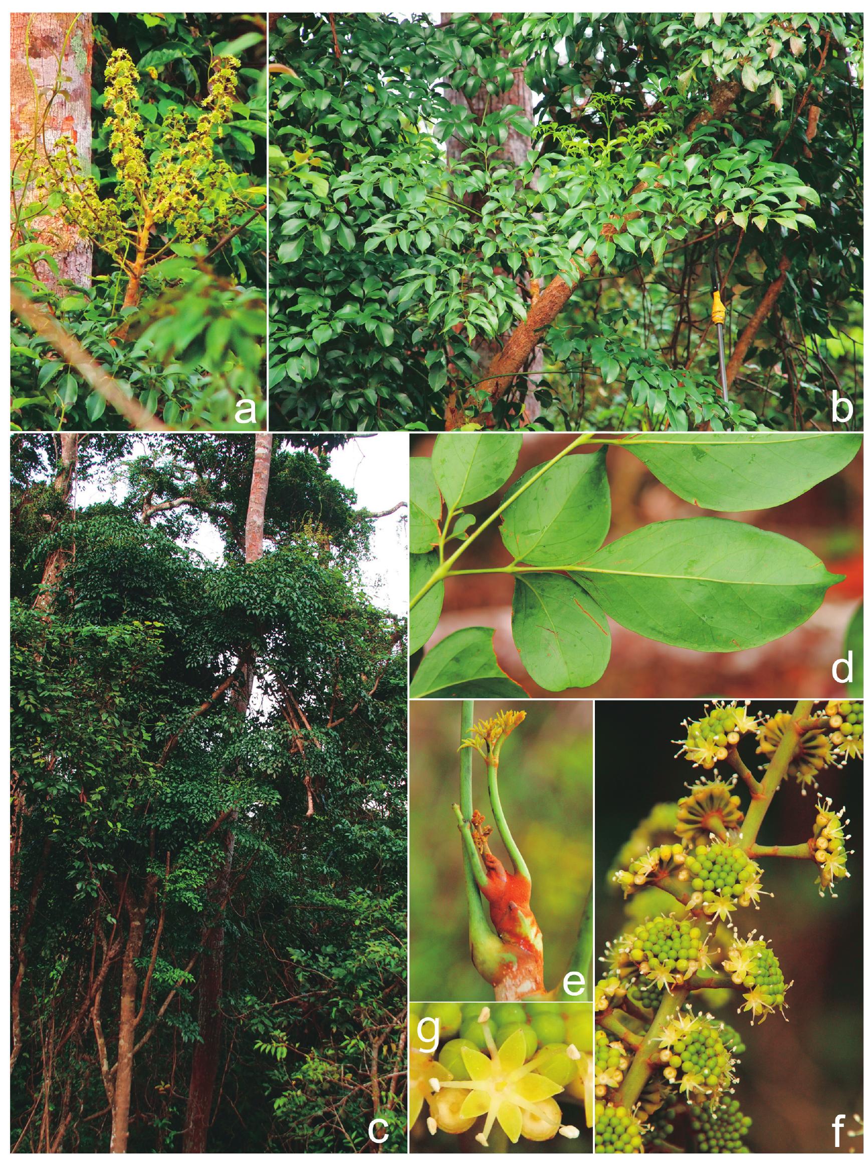 Figure 3 - Flora of Bokor National Park, Cambodia I