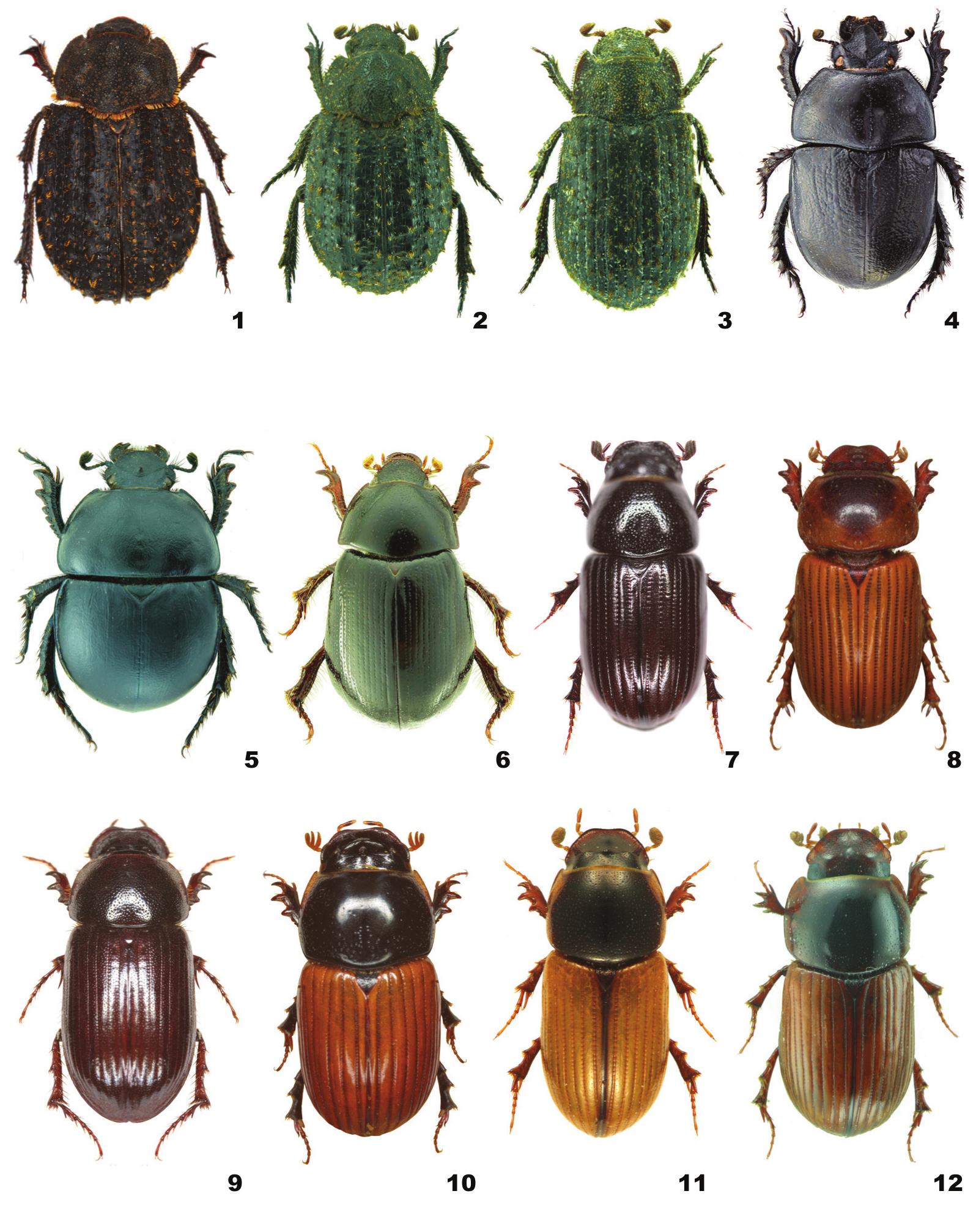 Figure 1 - The Scarabaeoidea of the Maltese Islands (Central