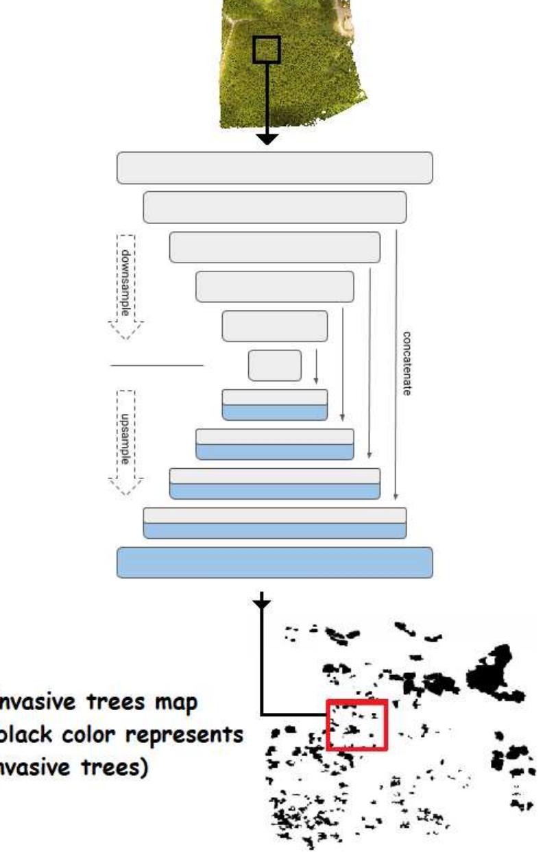 The invasive tree identification model with a u-net