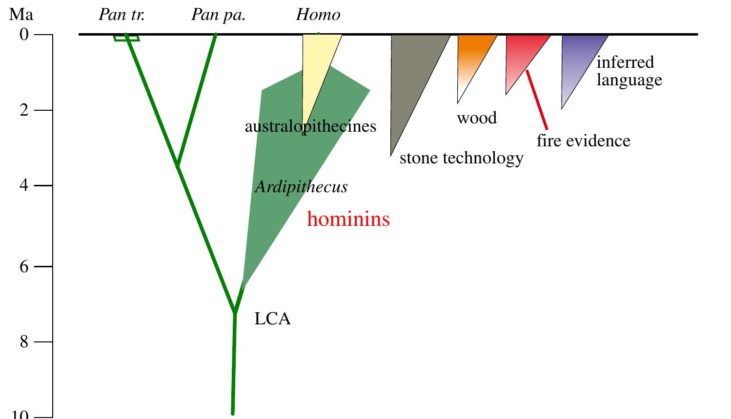 The emergence of the hominins: chart indicating the